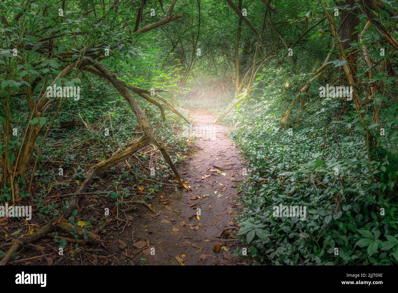 Swamp trail hi-res stock photography and images - Alamy