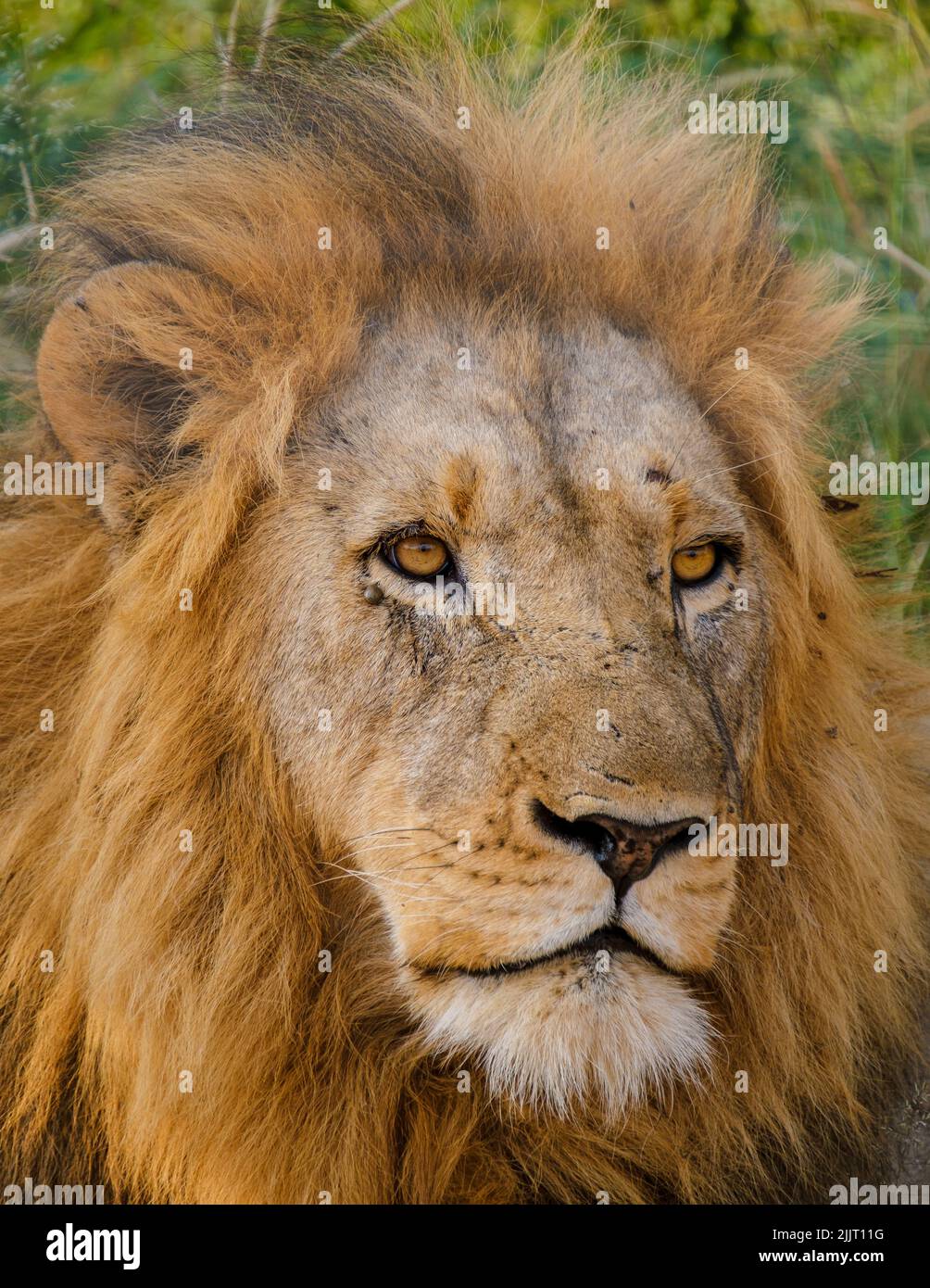 African Lions during safari game drive in Kruger National park South ...