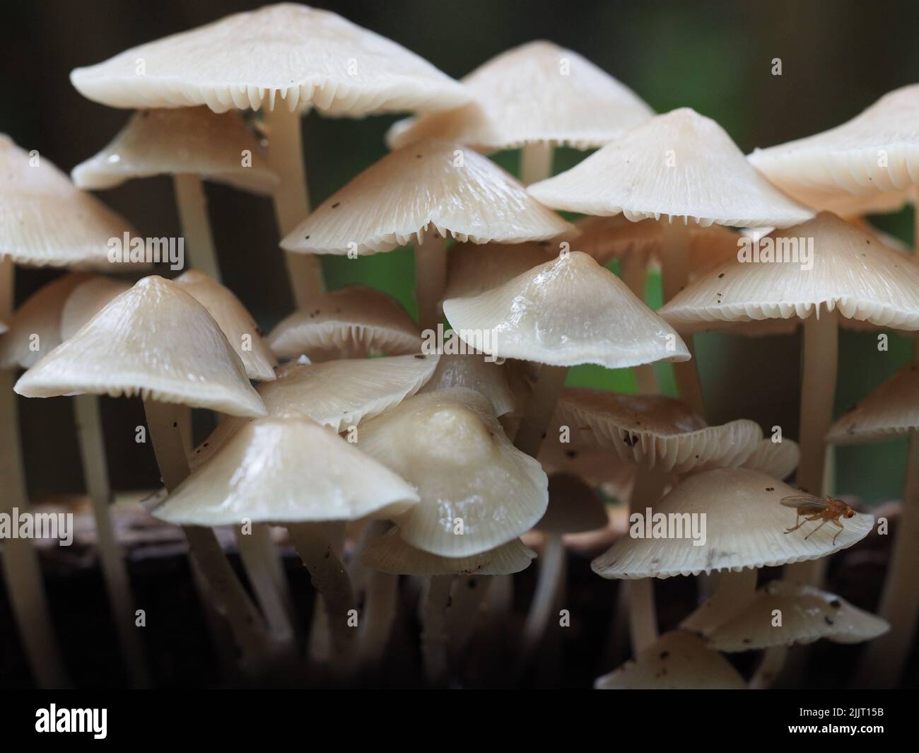 White and brown fungi hi-res stock photography and images - Alamy