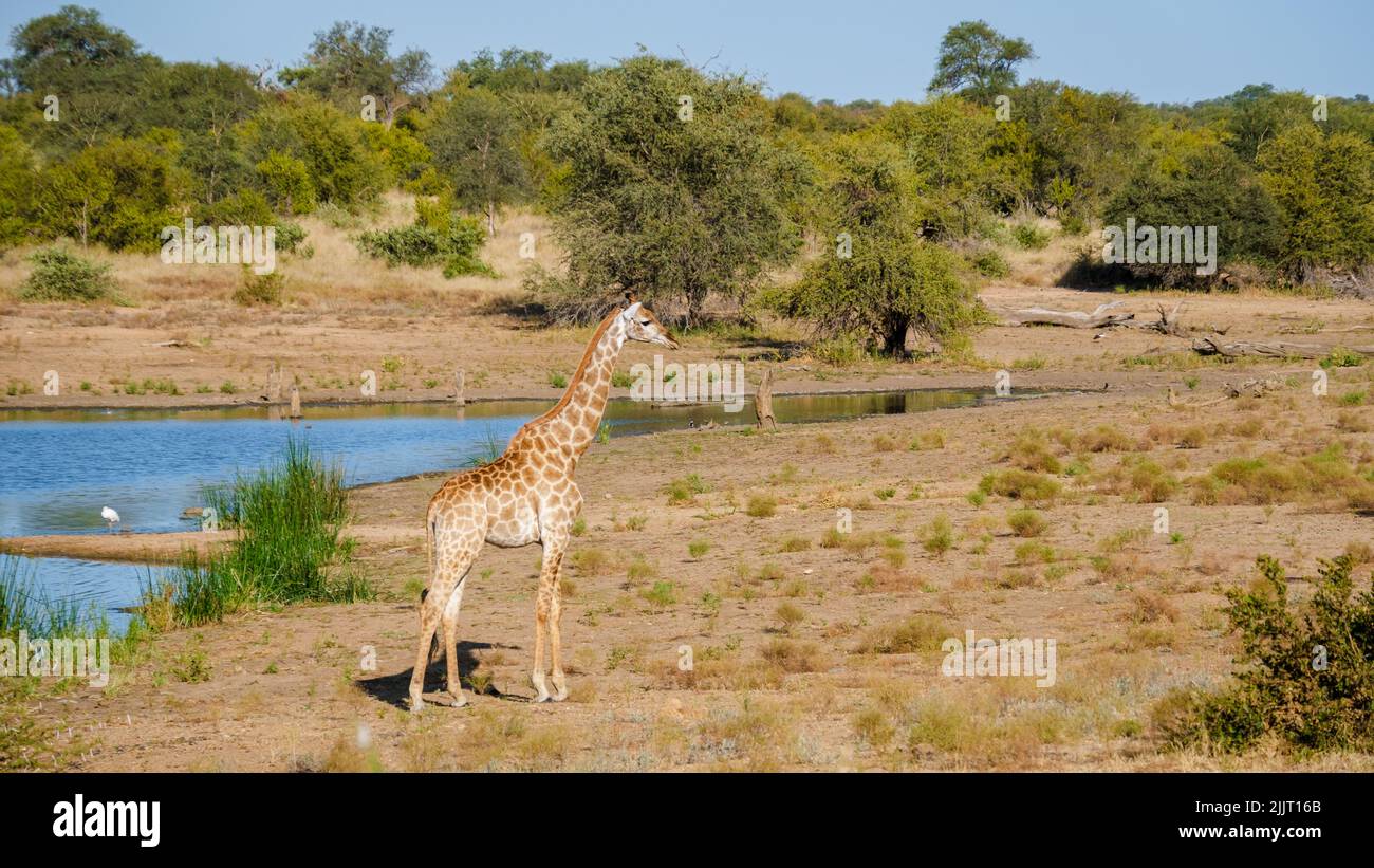 Giraffe in the bush of Kruger national park South Africa. Giraffe at ...
