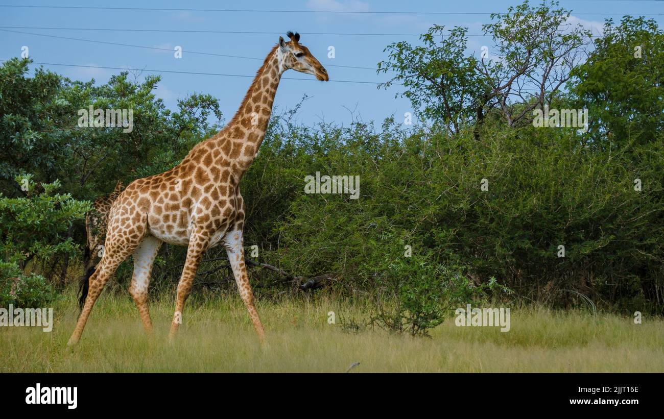 Giraffe in the bush of Kruger national park South Africa. Giraffe at ...