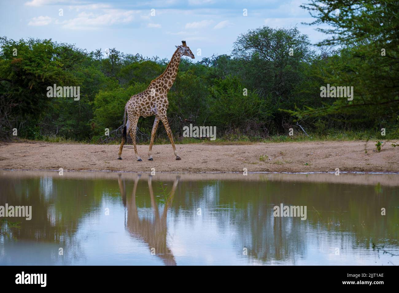 Giraffe in the bush of Kruger national park South Africa. Giraffe at ...