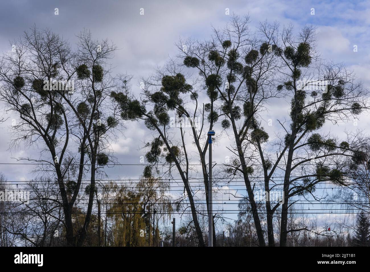 Bunch bunches mistletoe mistletoes hi-res stock photography and images ...