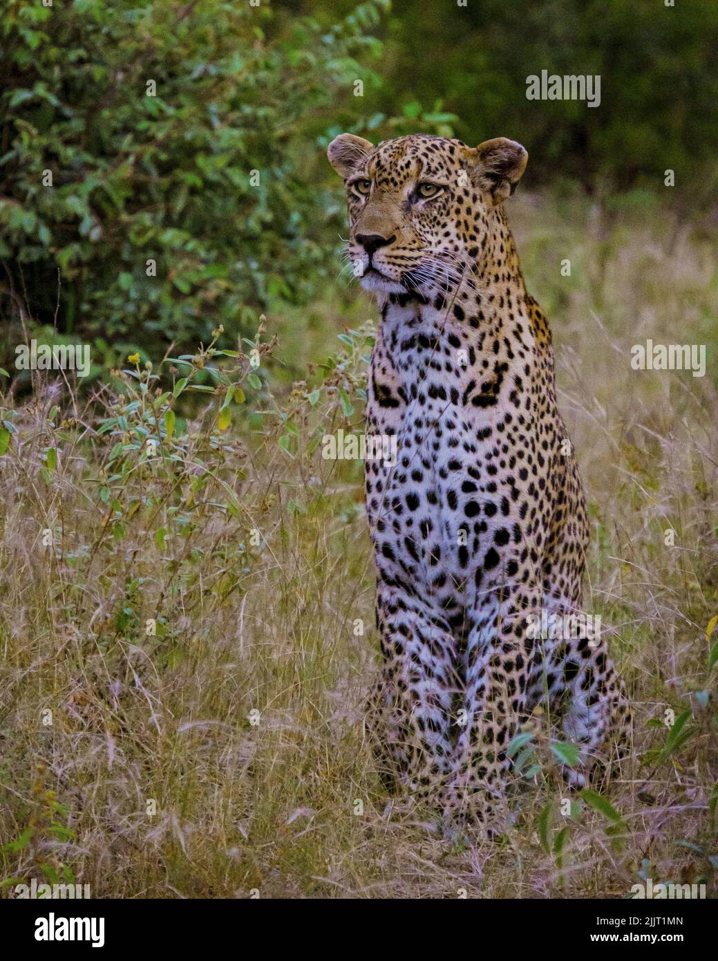 Leopard in Kruger national park South Africa. leopard or panther ...