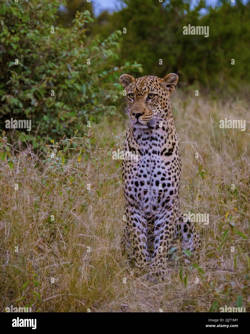 Leopard in Kruger national park South Africa. leopard or panther ...