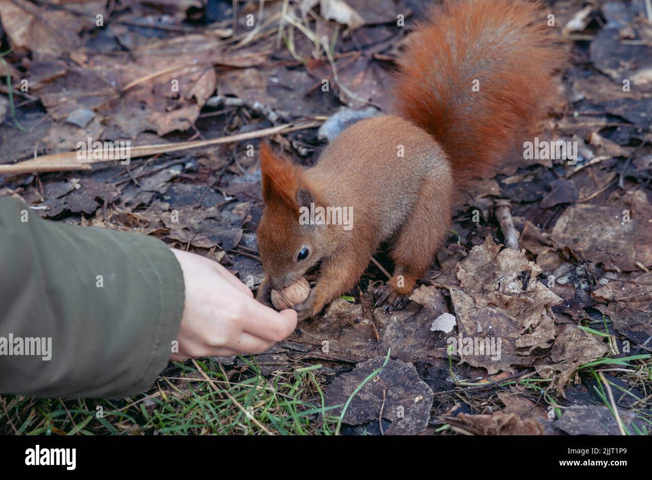 Kid feeding red squirrel in Szczesliwicki Park in Warsaw, capital of ...