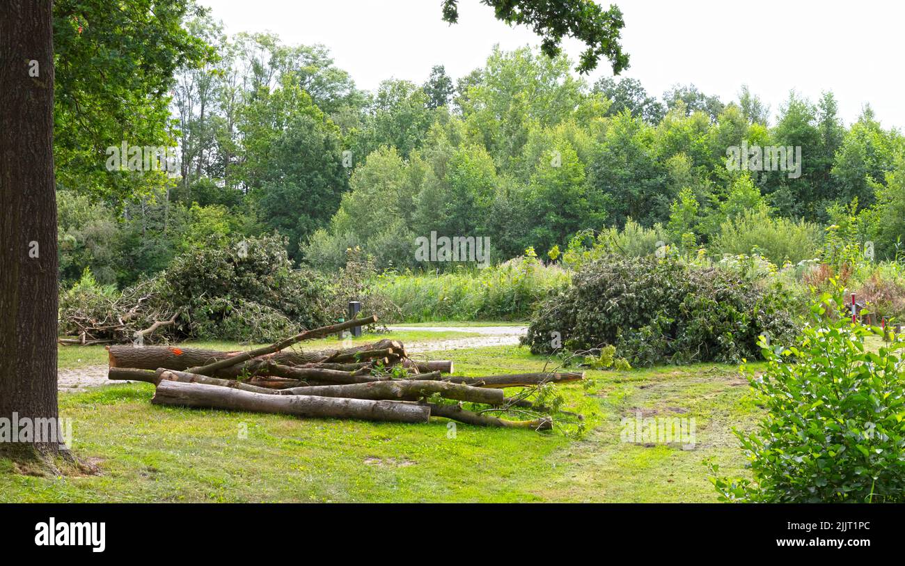 View on pile of fresh cut branches garden waste from plane tree pruning ...