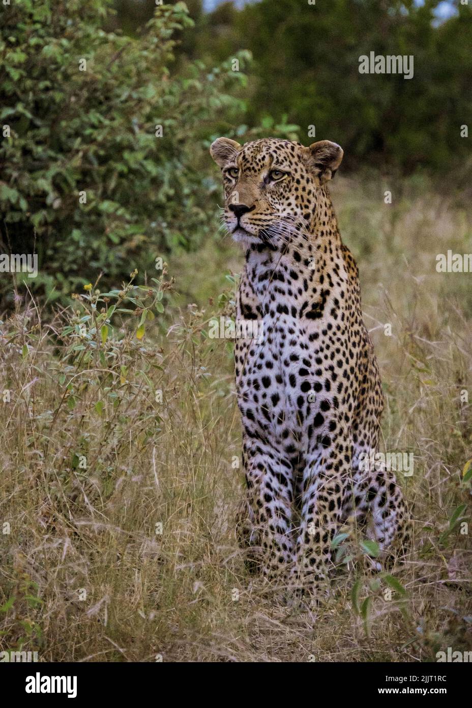 Leopard in Kruger national park South Africa. leopard or panther ...