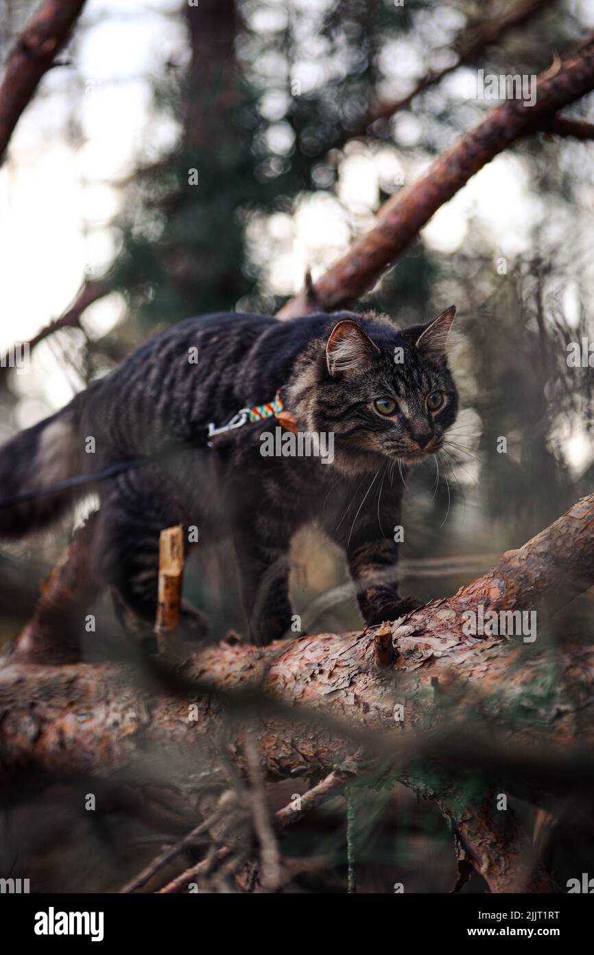 Cat walking on a tree hi-res stock photography and images - Alamy