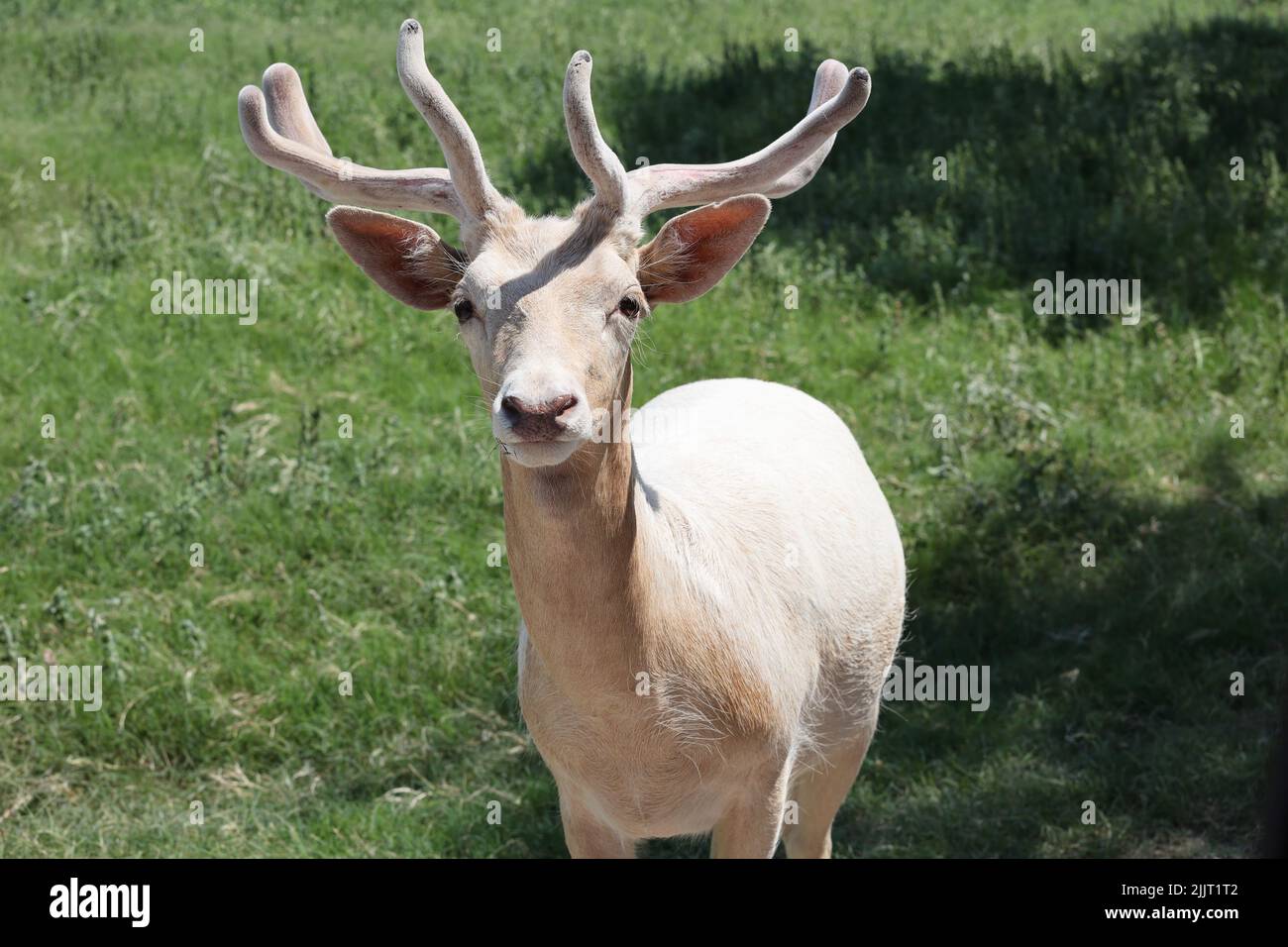 An adorable European fallow deer in the forest Stock Photo - Alamy