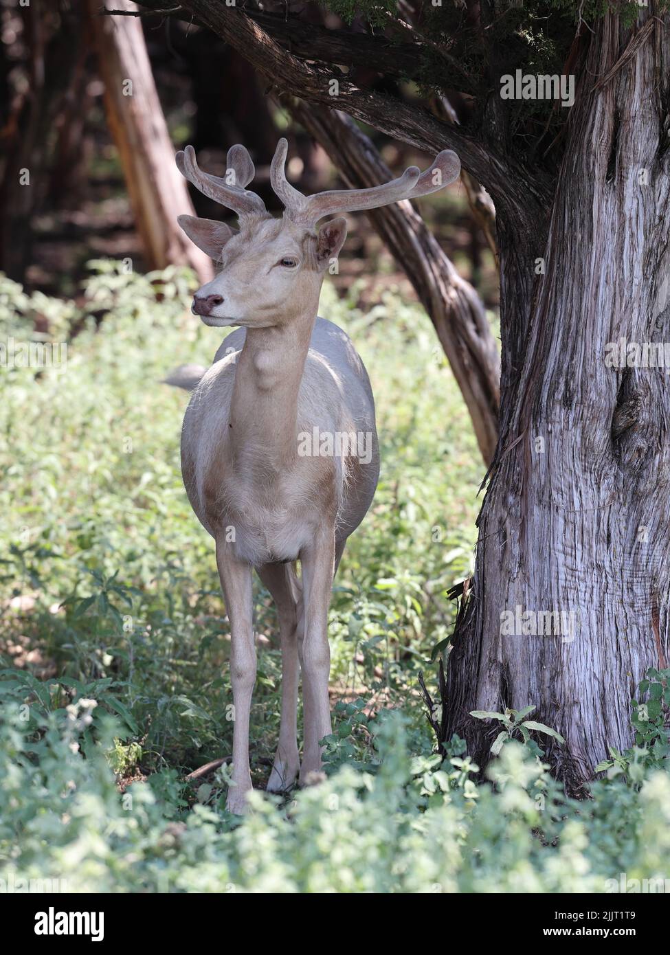 An adorable European fallow deer near tree in the forest Stock Photo ...