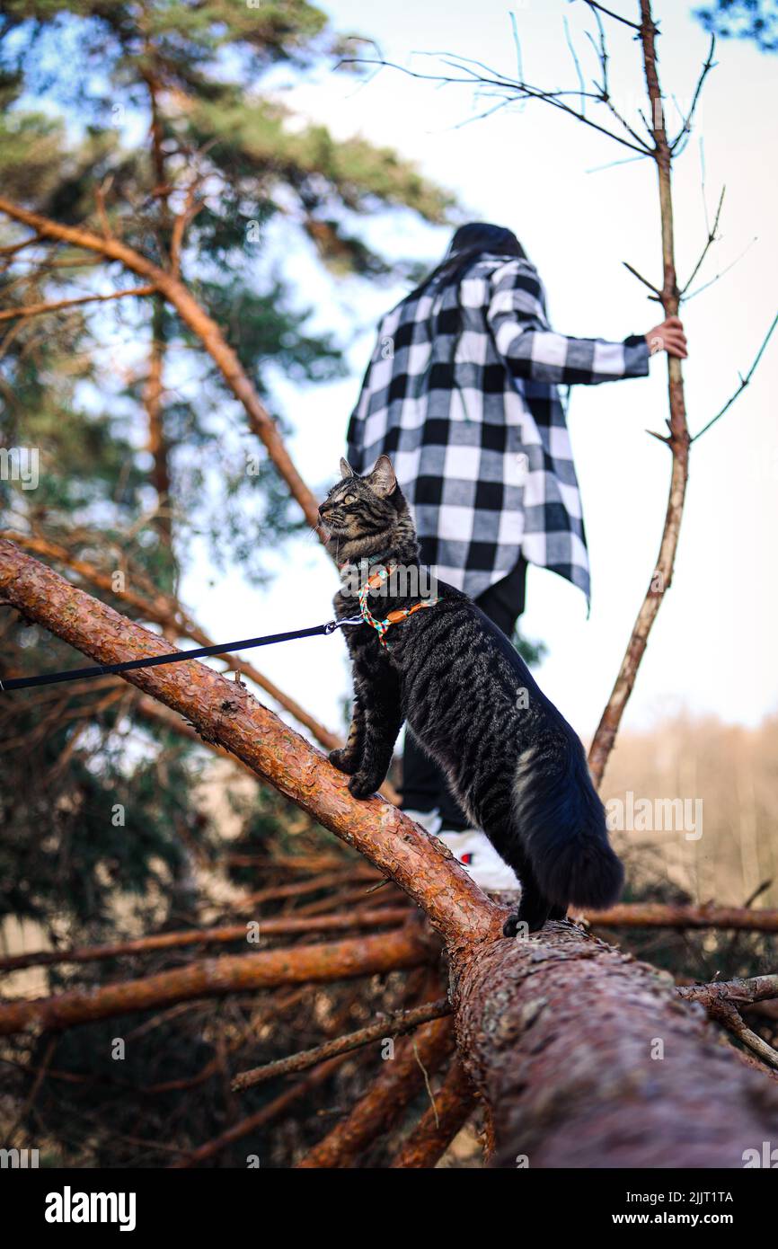 A vertical shot of a cat taking a walk in the forest with his owner ...