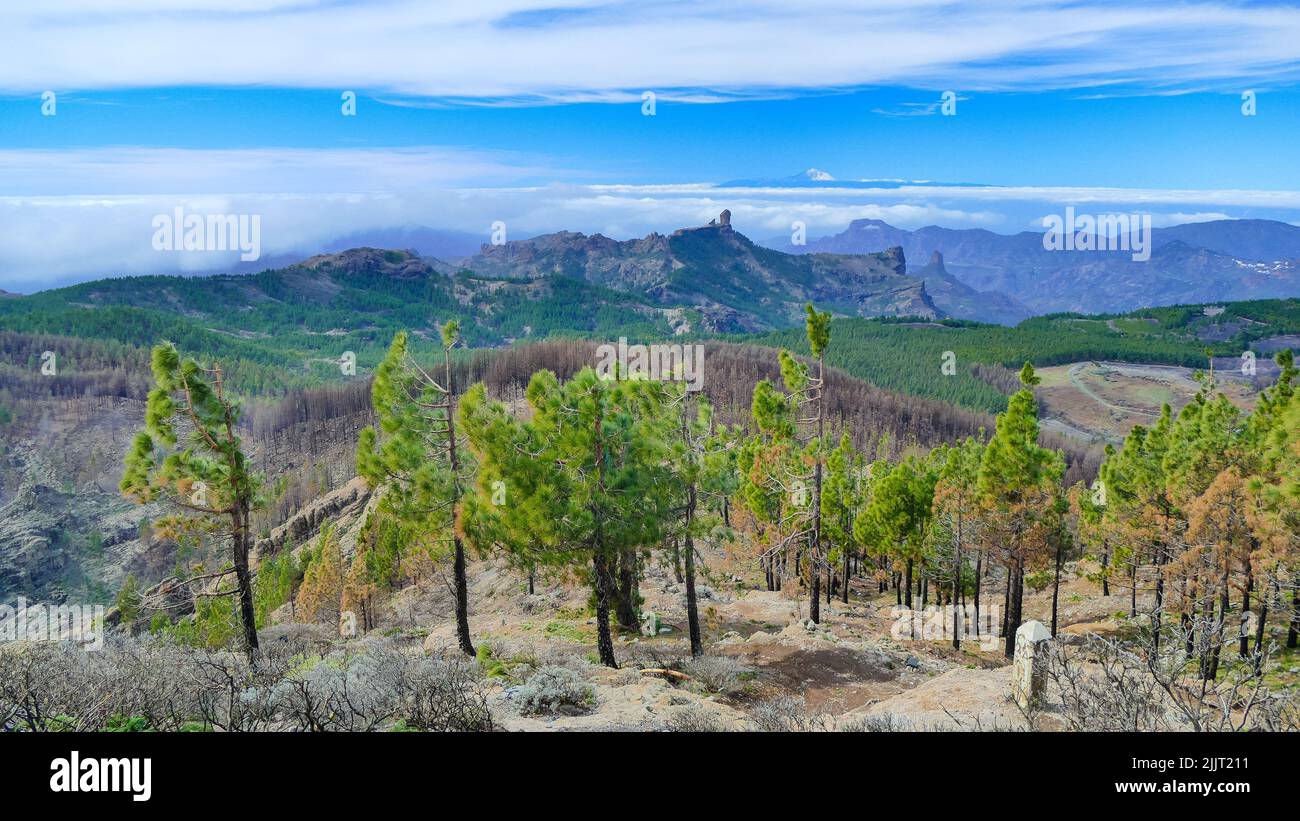 A scenic shot of a forest on a mountain in the Grand Canary Island in ...