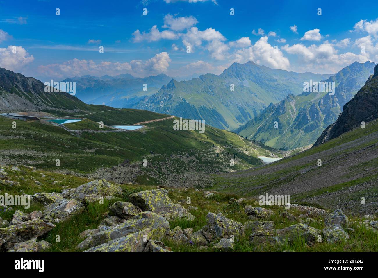 alpine Blumen und Gras zwischen Geröll und Steine auf dem Schafberg von ...