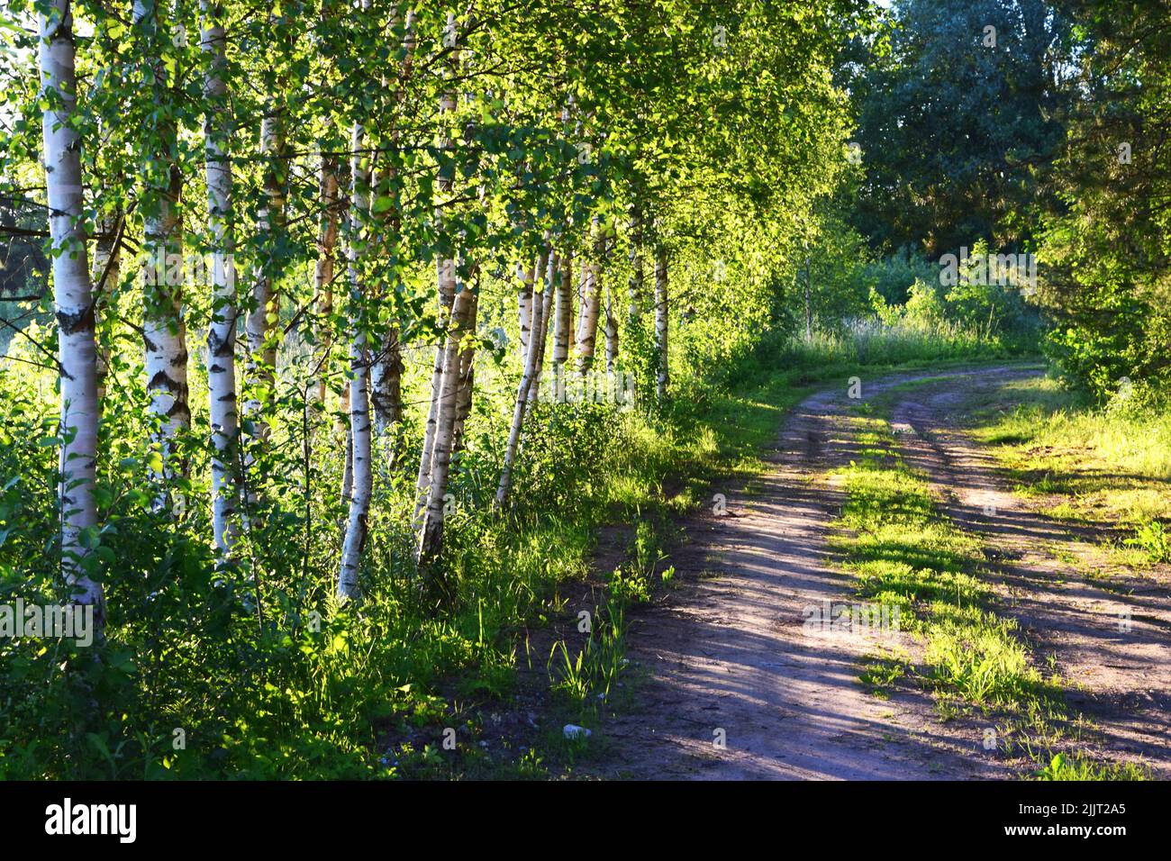 Lush green plants grow hi-res stock photography and images - Alamy