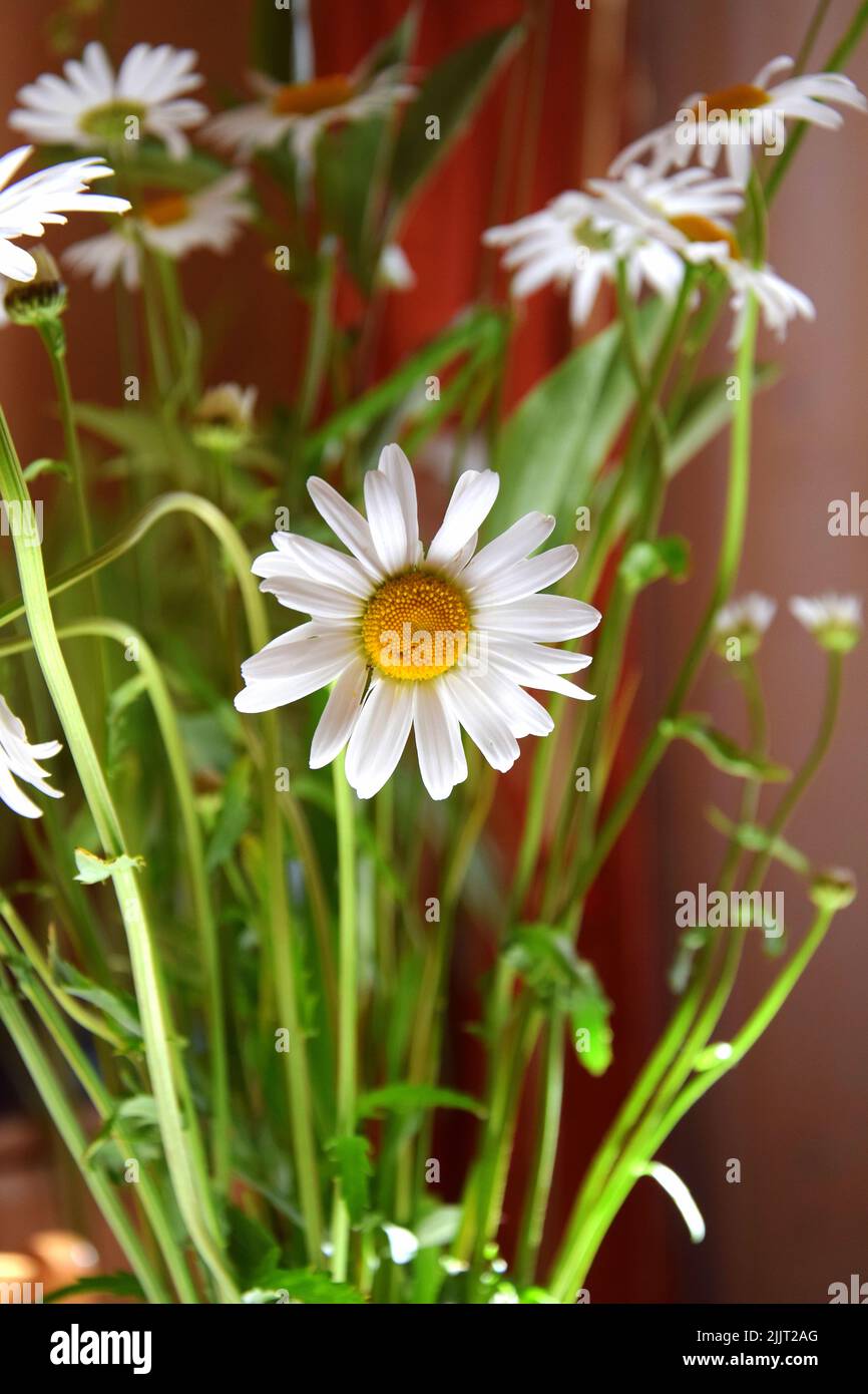 Common daisy leaves hi-res stock photography and images - Alamy