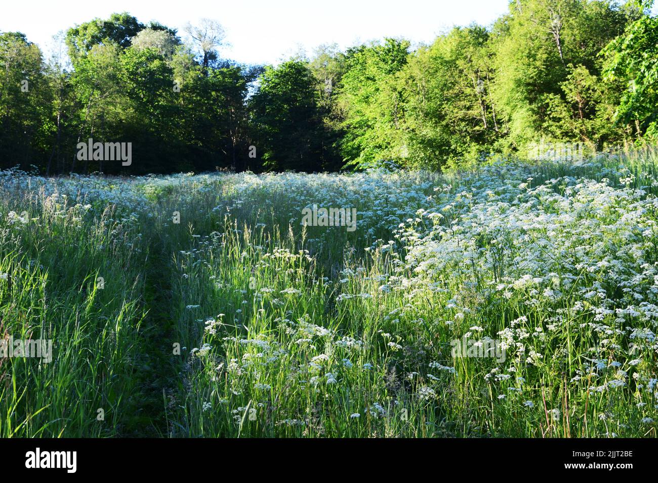 The lush green plants and trees in thr meadow Stock Photo - Alamy