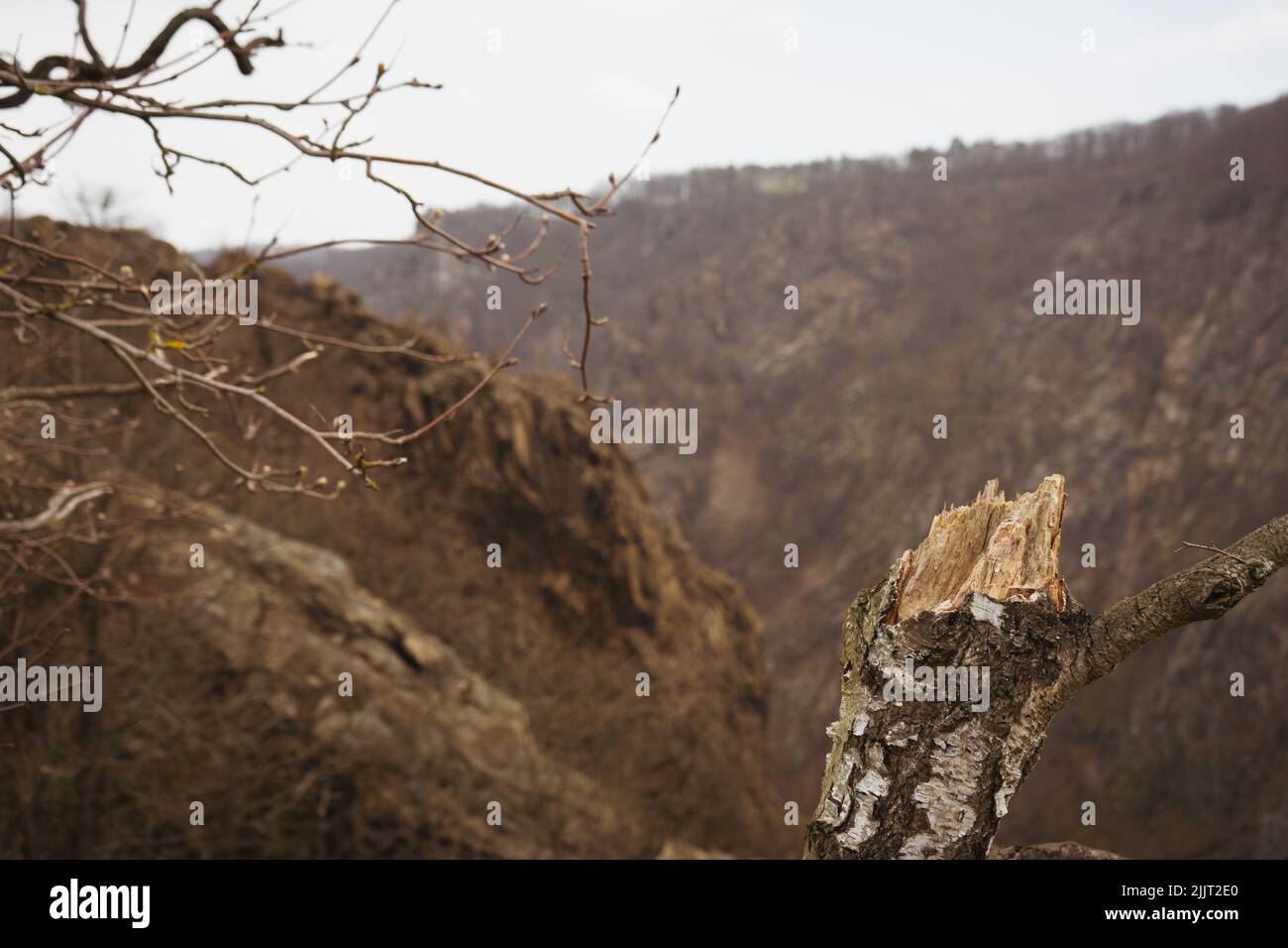 Broken tree by wind hi-res stock photography and images - Alamy
