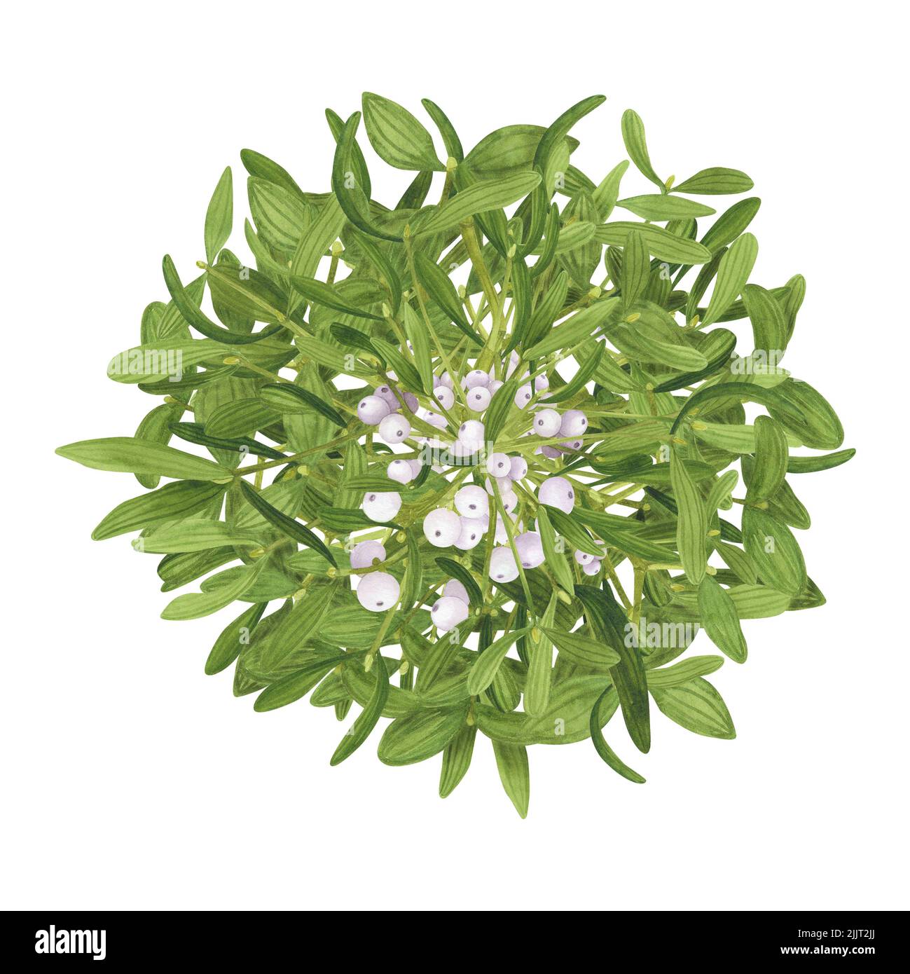 Christmas Mistletoe kissing ball isolated on white background ...