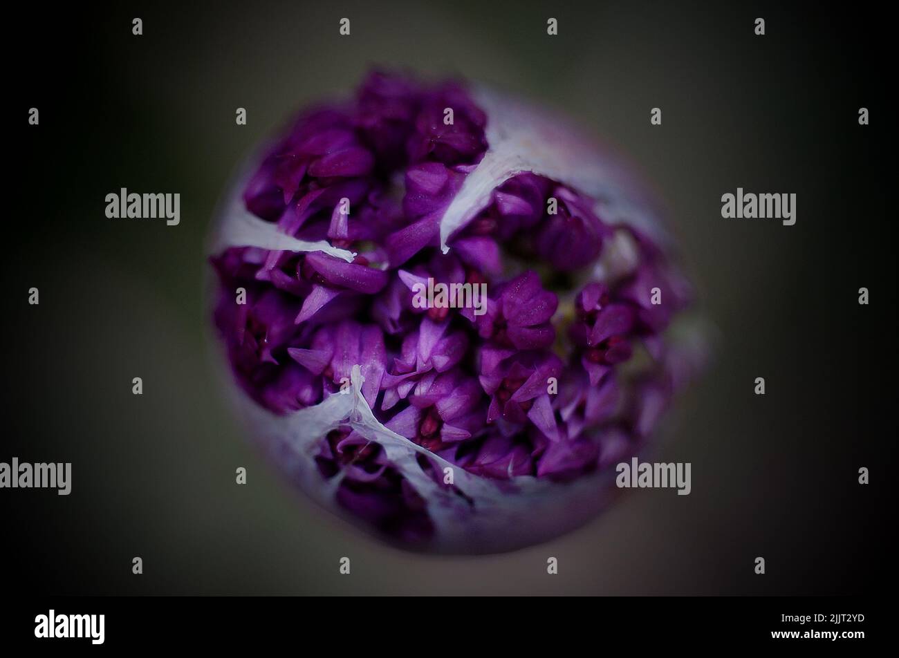 A top view of purple Allium flower on blur background Stock Photo - Alamy