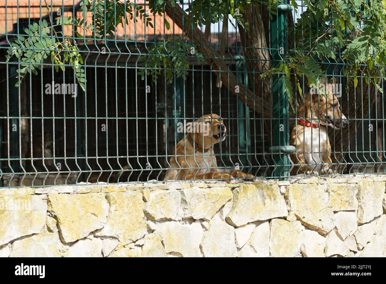 The two Street dogs behind the metal fence of a park Stock Photo - Alamy
