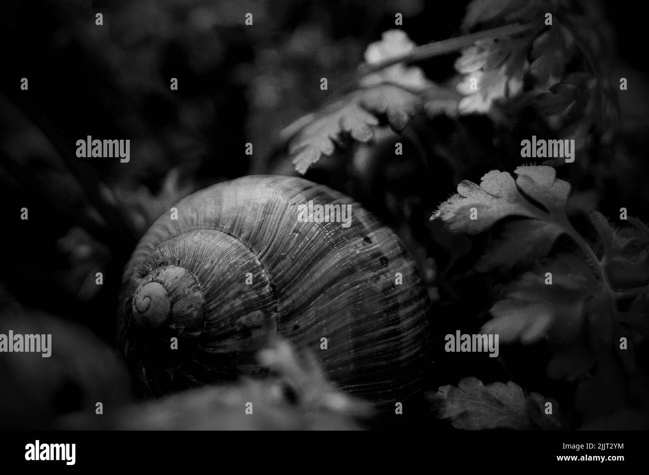 Rough leaves Black and White Stock Photos & Images - Alamy