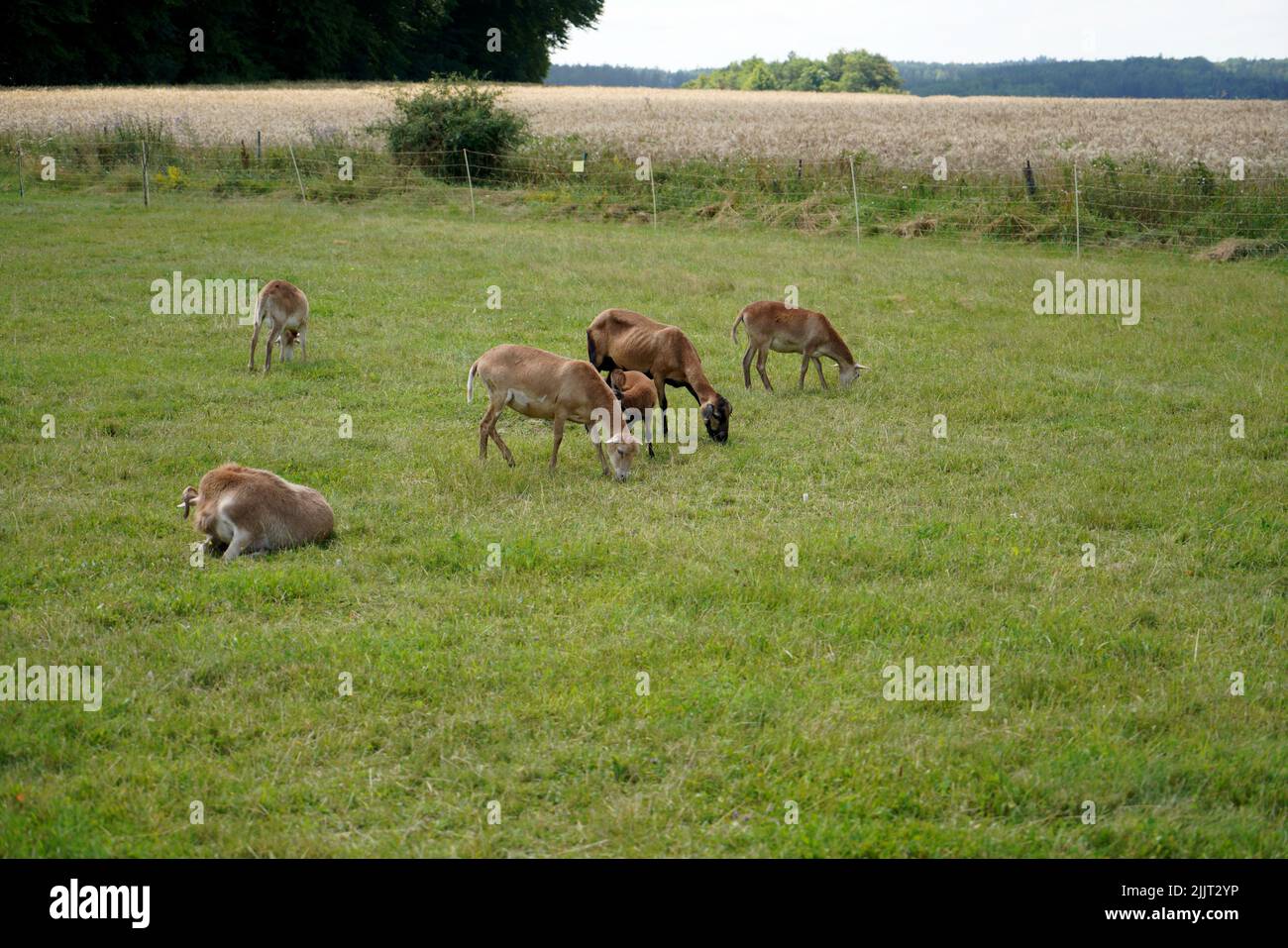 Cameroon sheep in the farm hi-res stock photography and images - Alamy