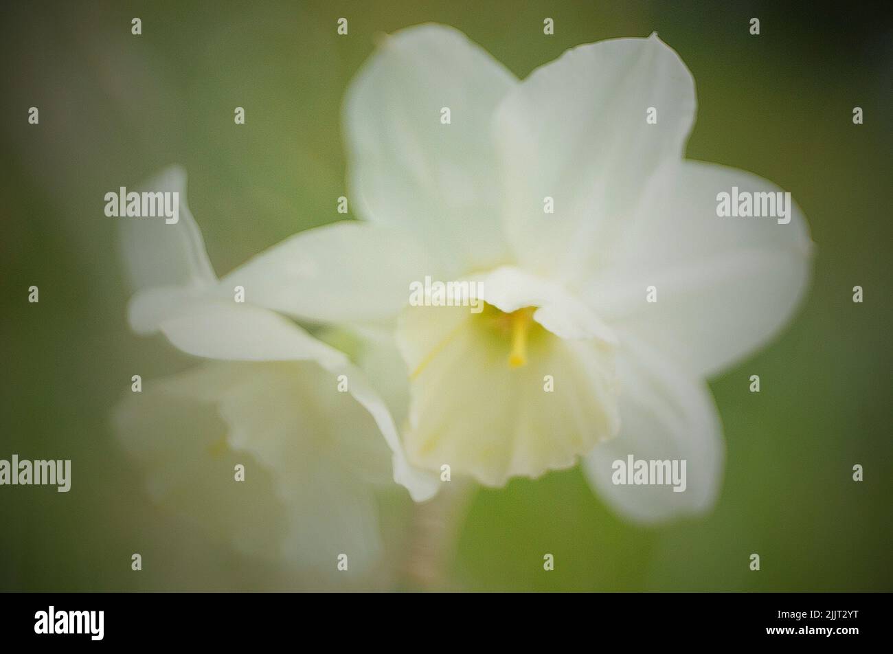 A closeup of white Bunch-flowered daffodil on blur green background ...