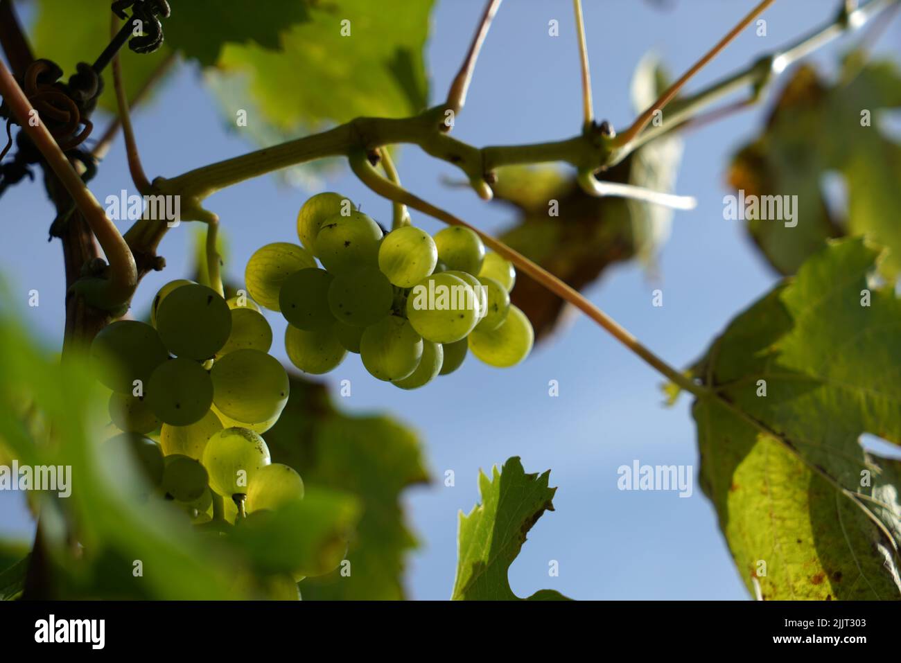 Vine tree branches hi-res stock photography and images - Alamy