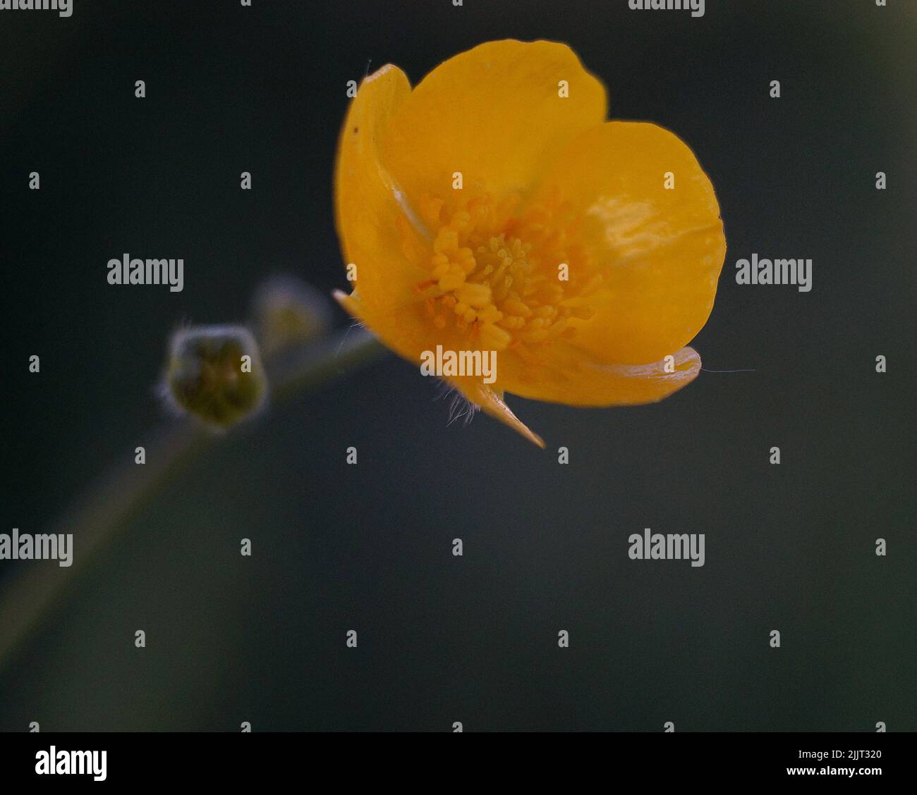 Blossom buttercup hi-res stock photography and images - Alamy