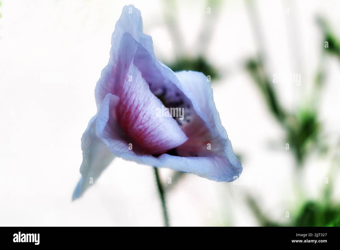 A closeup of white Opium poppy on blur background Stock Photo - Alamy