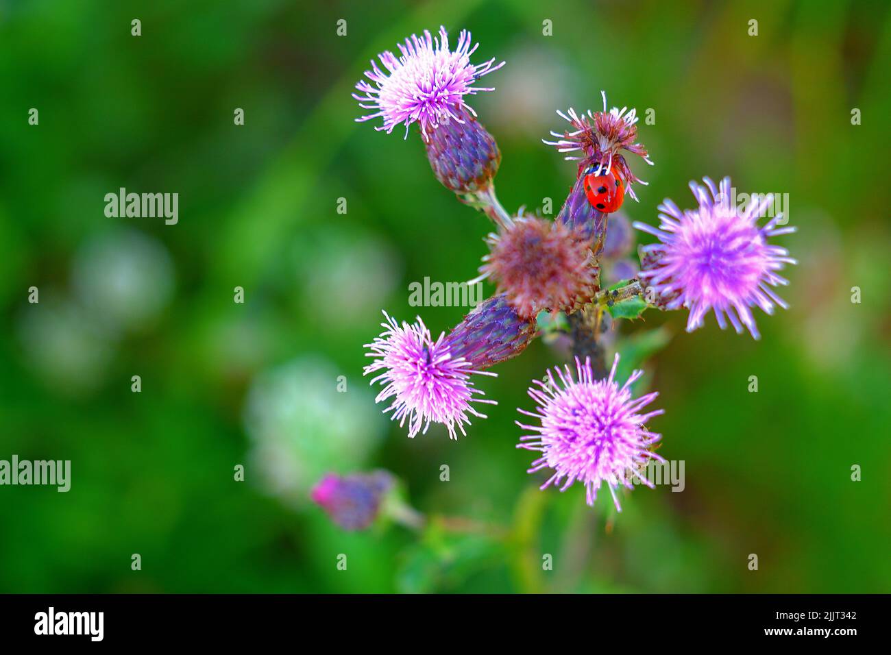 Ladybug plant animal wildlife hi-res stock photography and images - Alamy