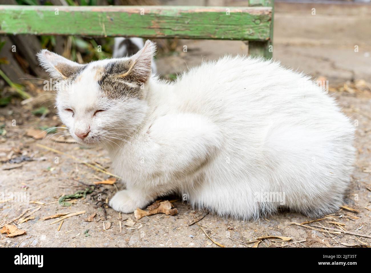 Squinting eyes hi-res stock photography and images - Alamy