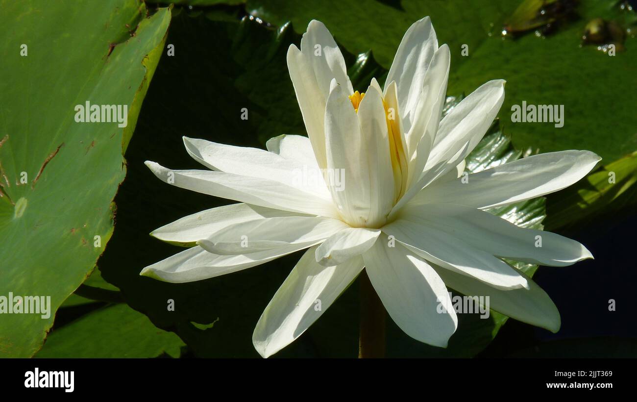White water lily leaves hi-res stock photography and images - Alamy