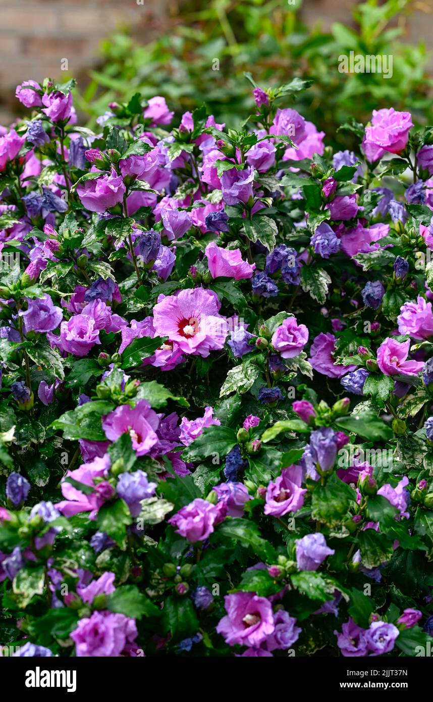 Pink Hibiscus Syriacus Flower In Small Urban Garden Flowering During