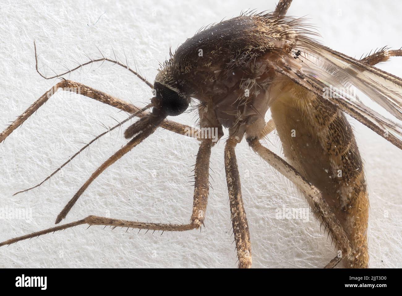 Macro Photography of Mosquito on White Floor Stock Photo - Alamy