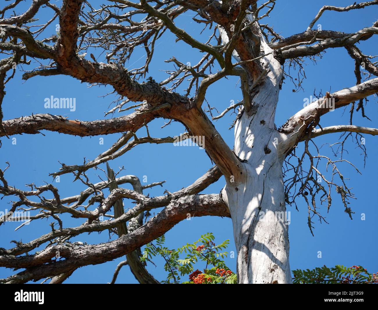 White skin tree hi-res stock photography and images - Alamy