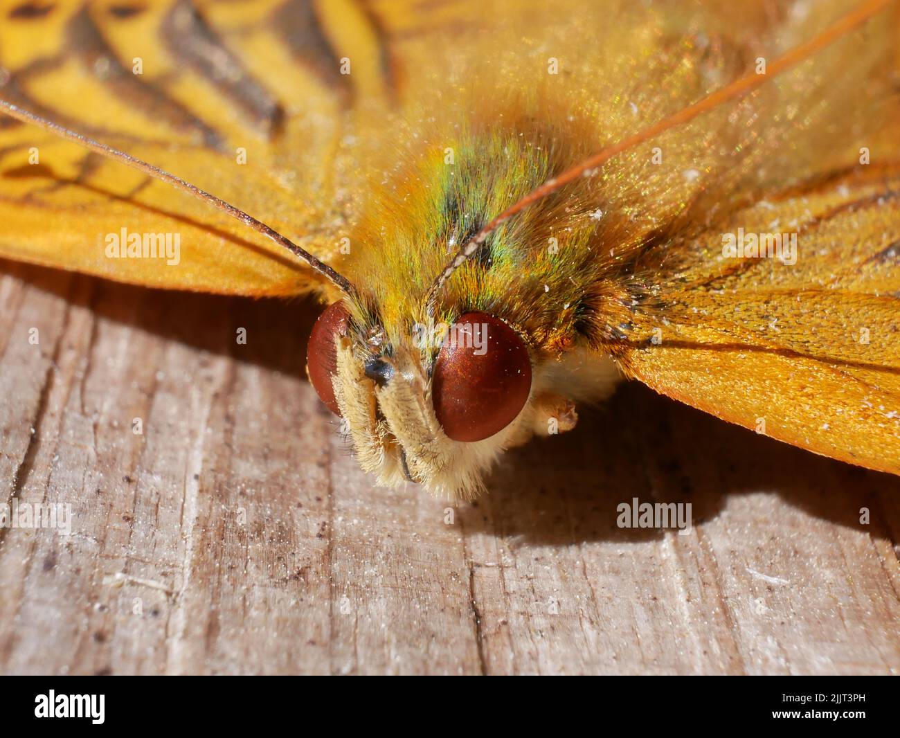 Order of lepidoptera hi-res stock photography and images - Alamy