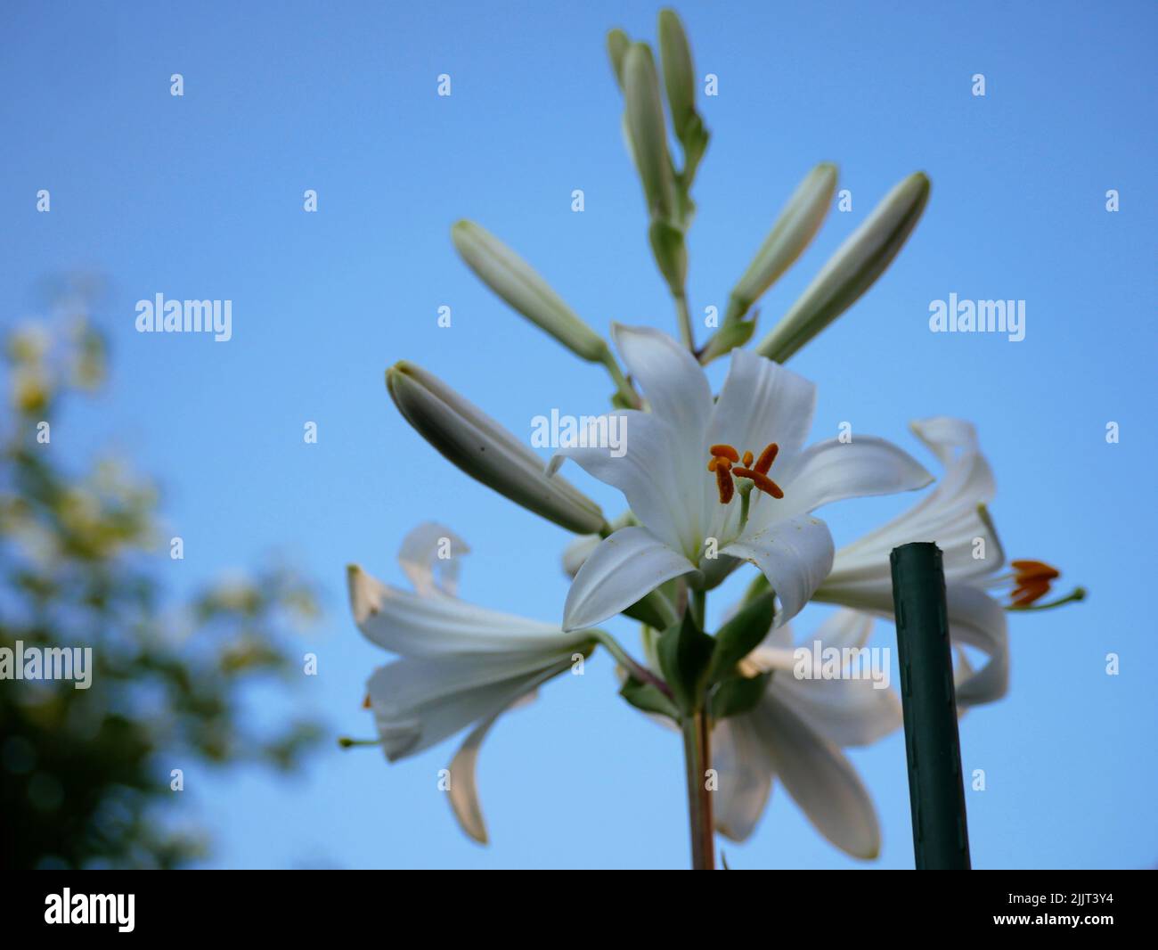White lily lilium candidum flowers hi-res stock photography and images ...