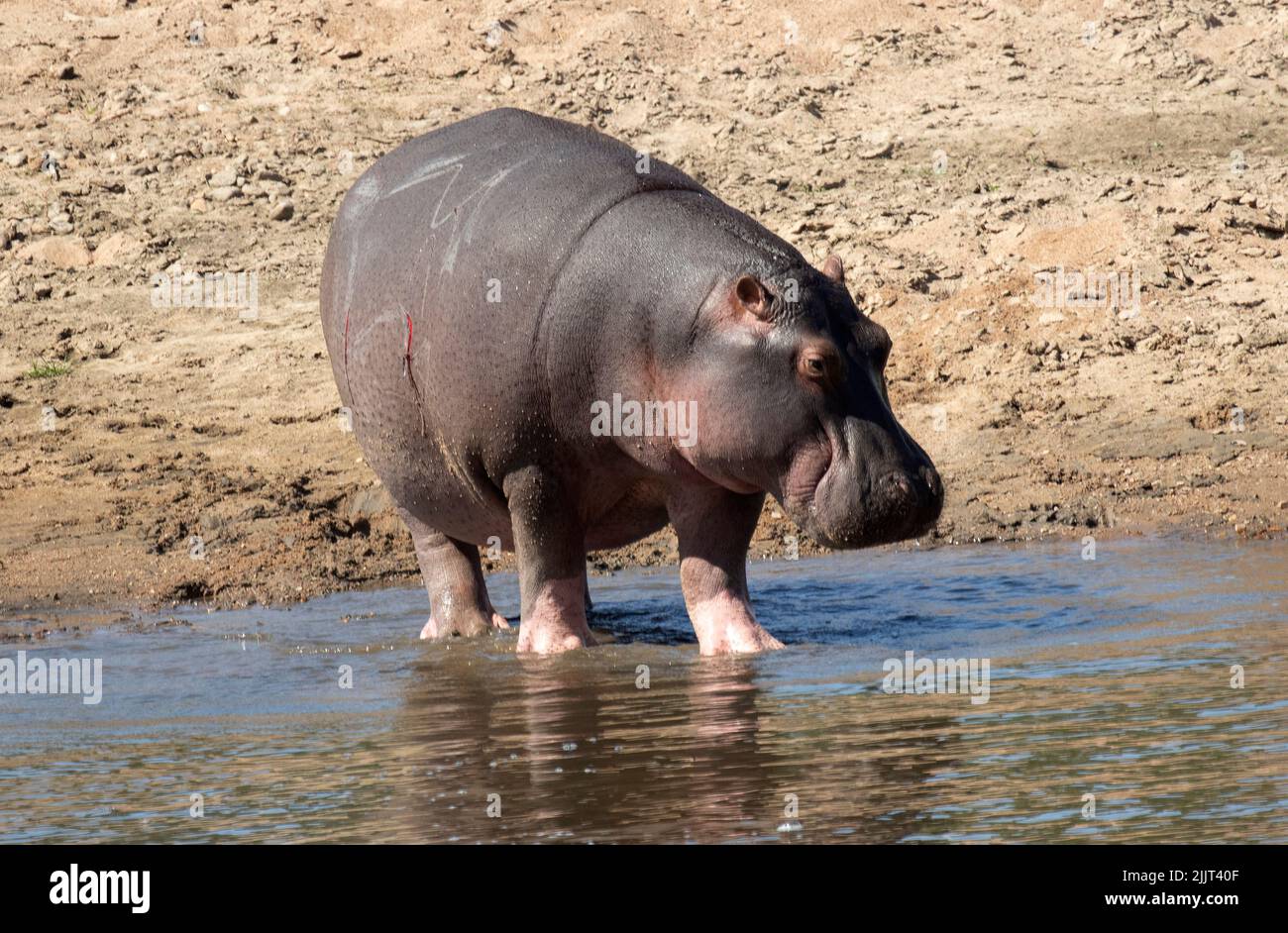 A sub-adult male Hippo returns to the cooling waters of the Ruaha River ...