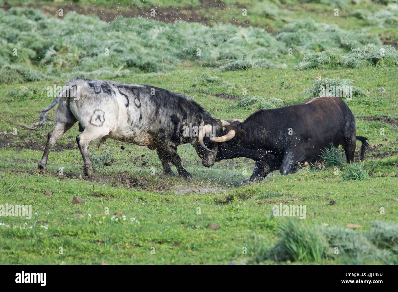 Two Spanish bull fighting in green meadow. Spanish bull (toros bravos ...