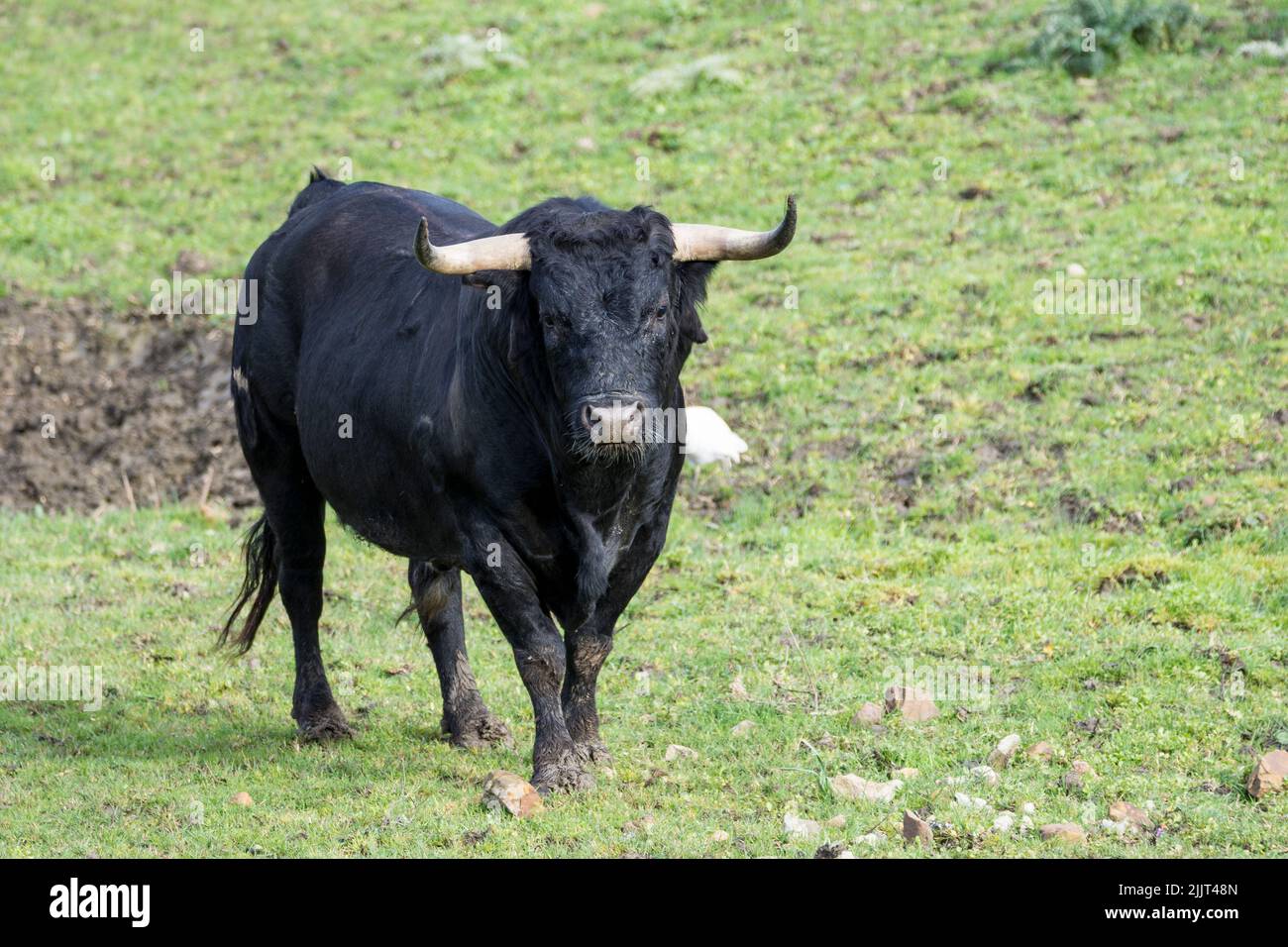 Spanish bull (toros bravos)in green meadow. Famous from the traditional ...