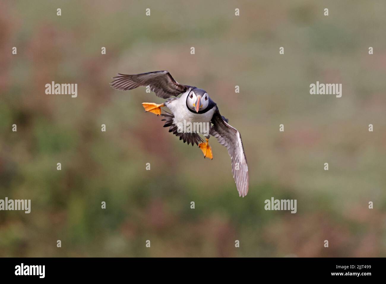 Atlantic Puffin in flight Skokholm Island Pembrokeshire Wales UK Stock ...