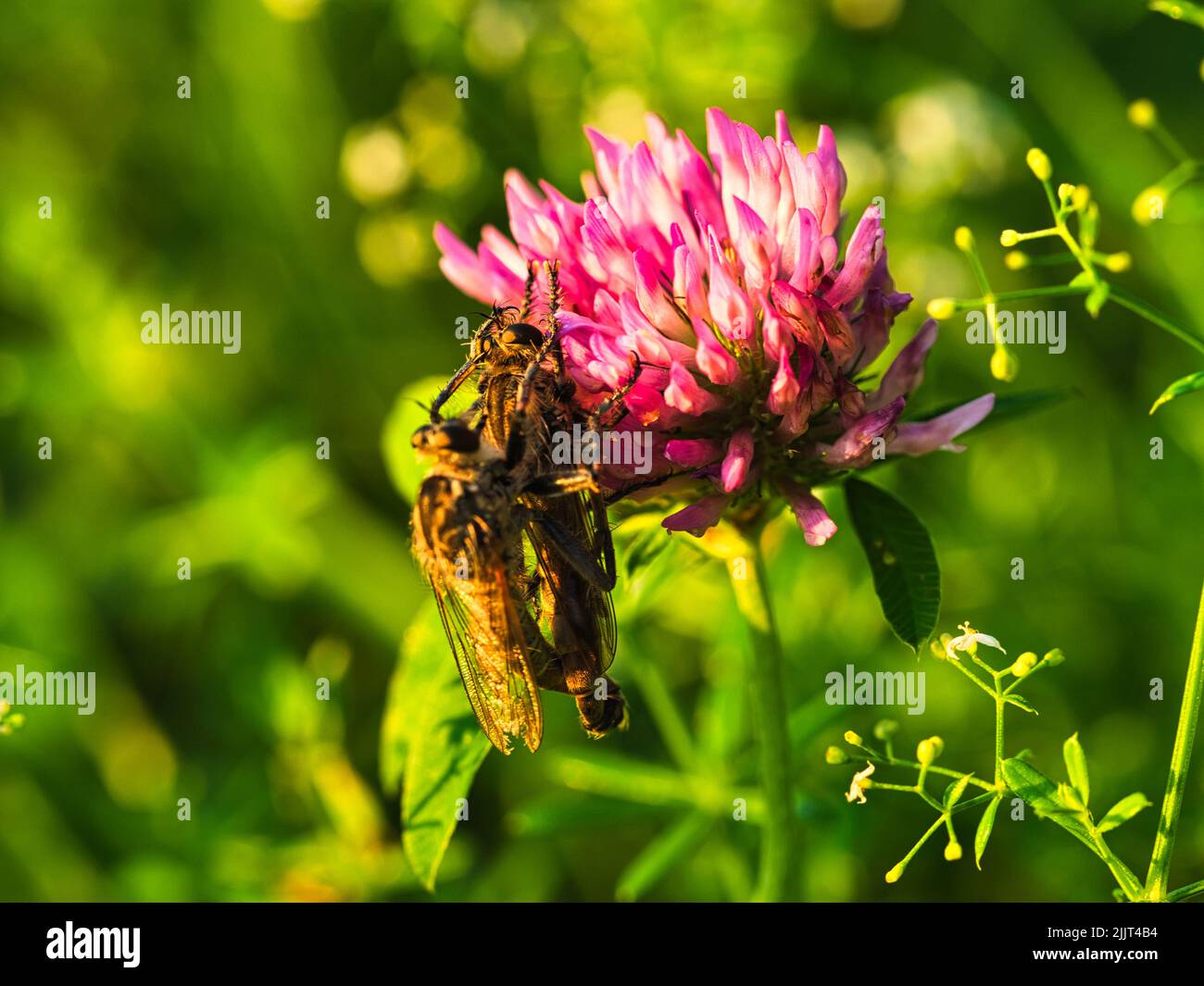 A selective focus shot of a yellow fly standing on a meadow clover ...
