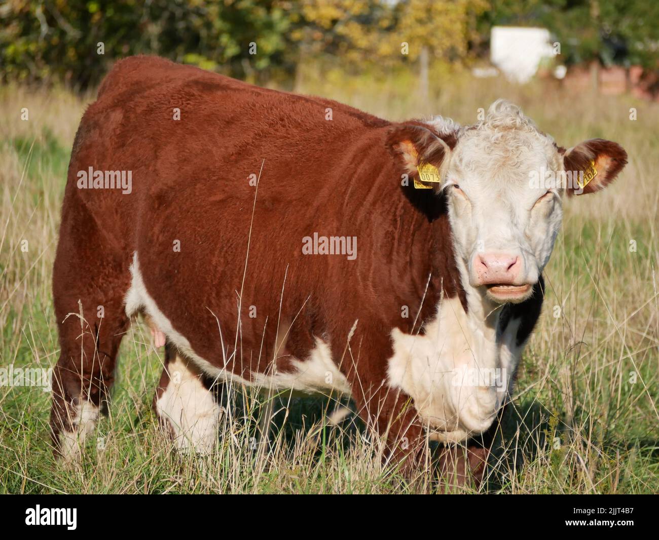Cow tagged ears hi-res stock photography and images - Alamy