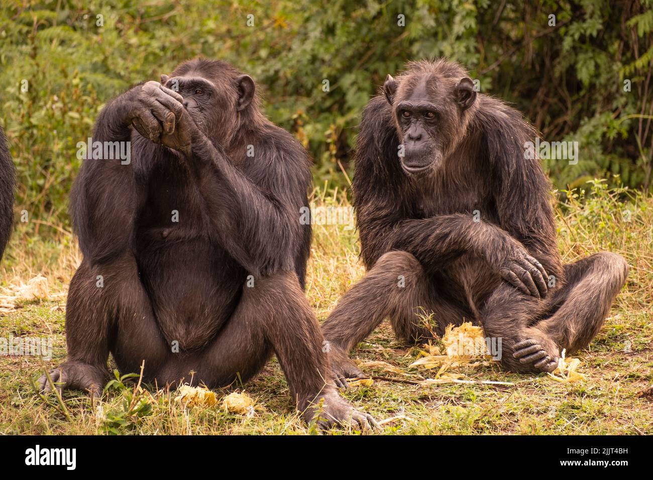 Chimps sitting and talking together.in wilderness of Kenya Stock Photo ...