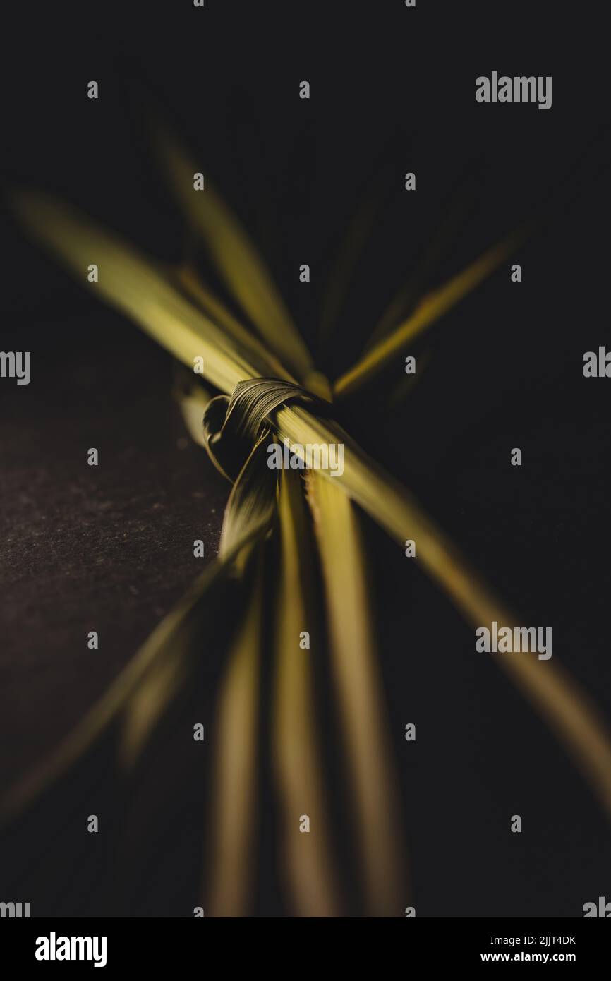 Green reed background hi-res stock photography and images - Alamy