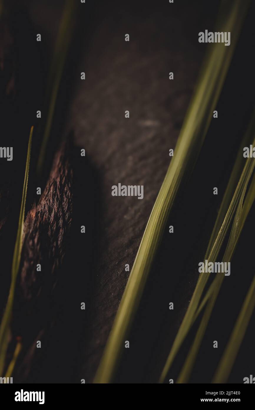 Reed texture hi-res stock photography and images - Alamy