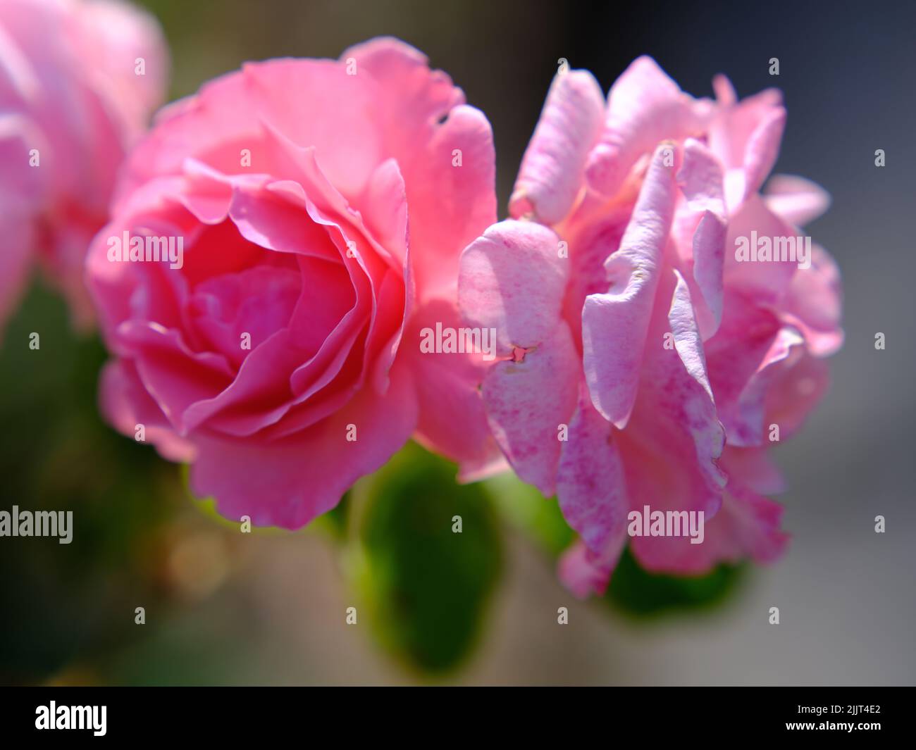 Red and Pink roses Stock Photo - Alamy
