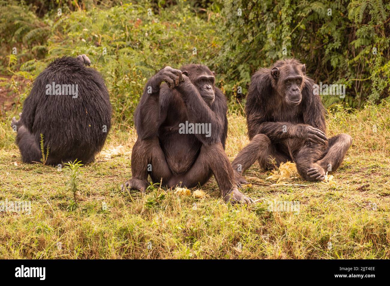 Chimps sitting and talking together.in wilderness of Kenya Stock Photo ...